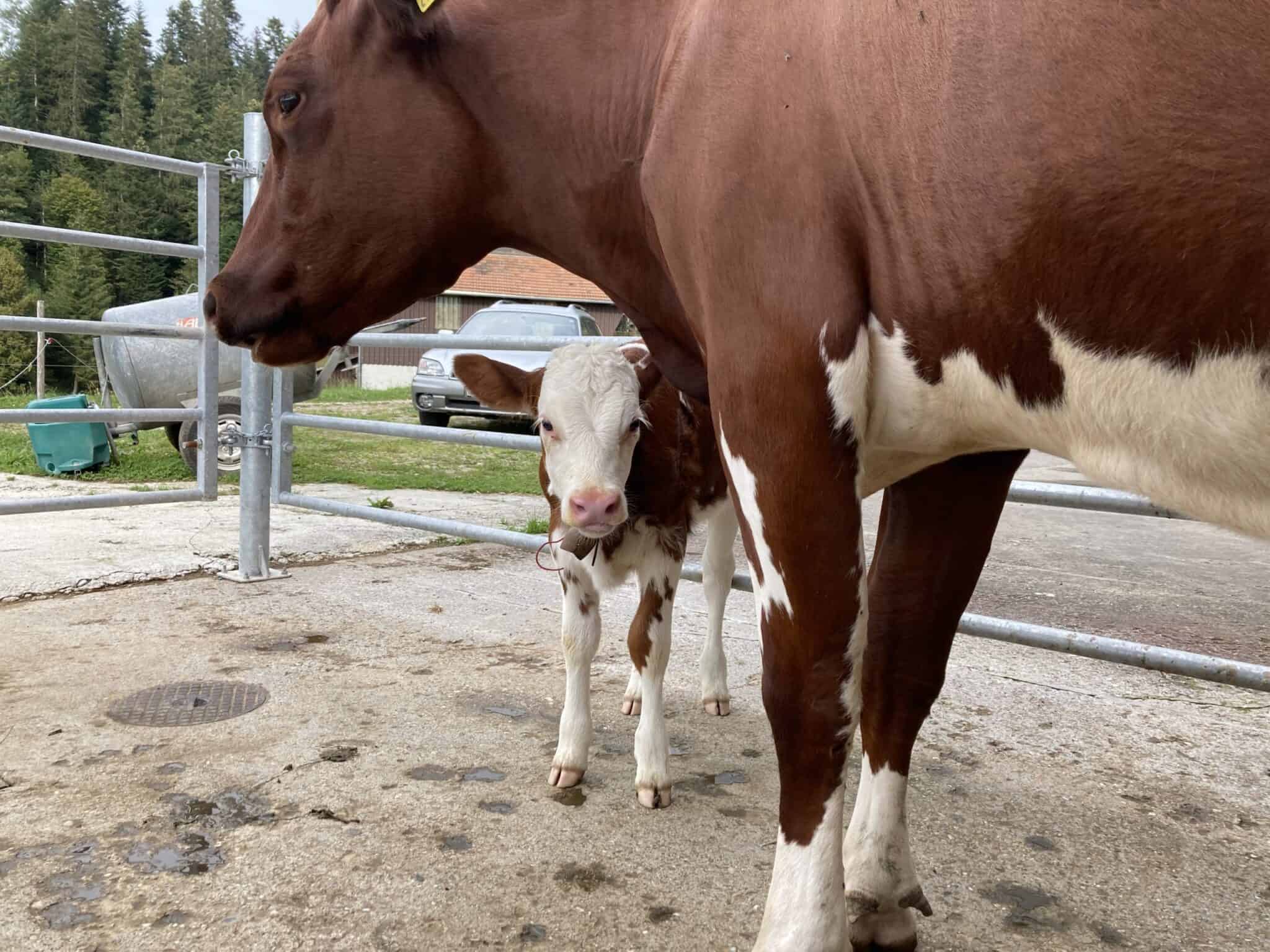 CowStory #7: Milchkühe ziehen ihr Kalb mit viel Hingabe auf ...